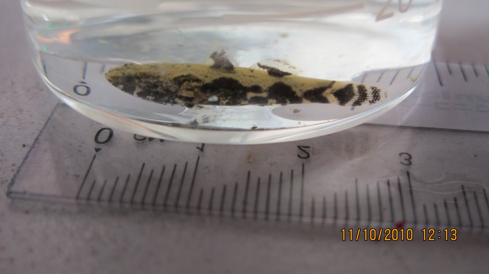 hanafiah the fish farmer: MARBLE GOBY FRY