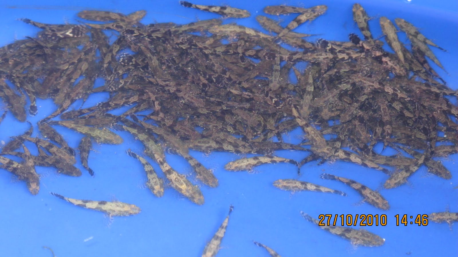 hanafiah the fish farmer: anak ikan ketutu