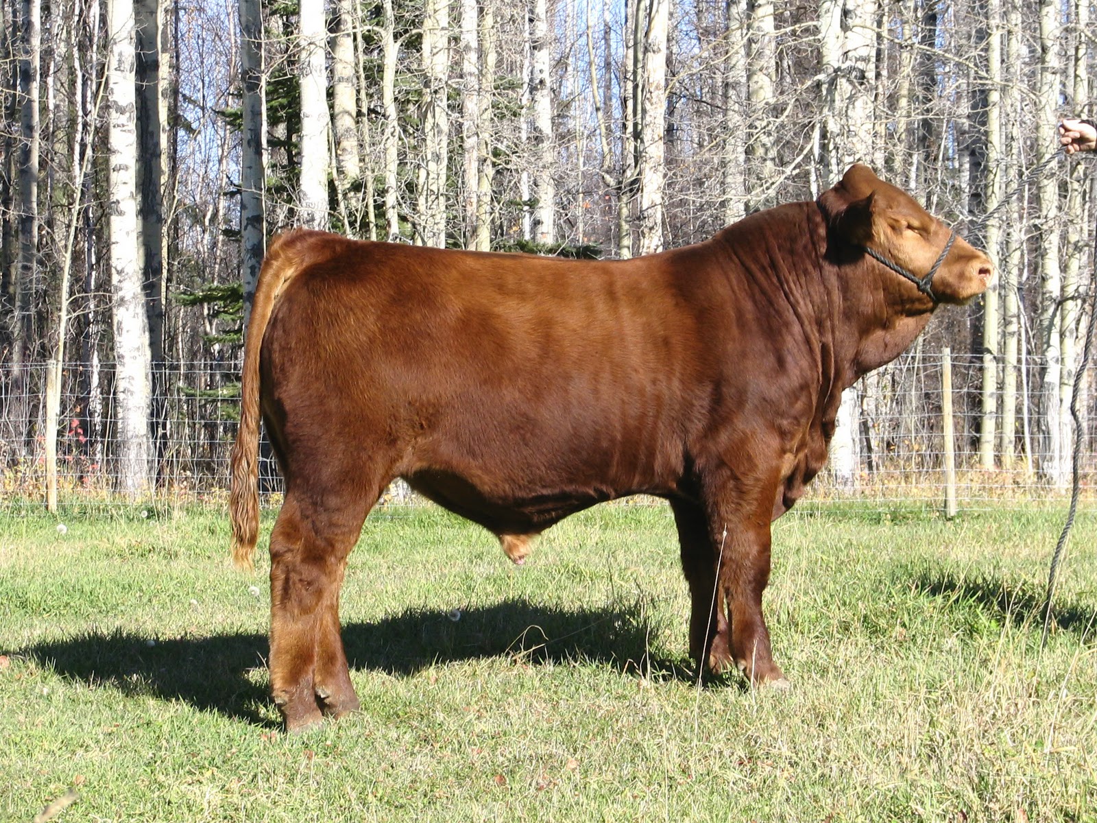 High Country Cattle Services: A Girl's Best Friend