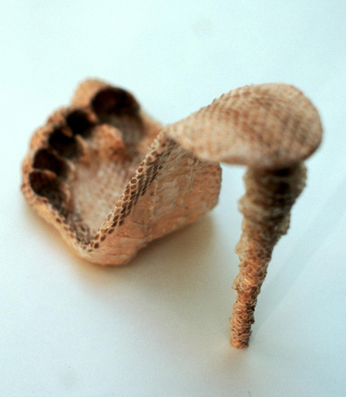 Lilyrose: Jenni Dutton