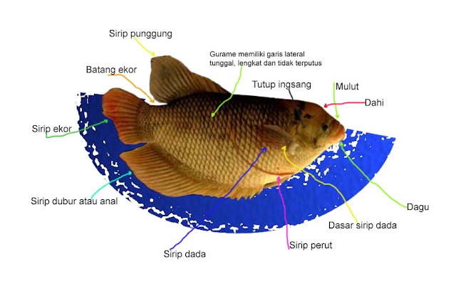 Budidaya ikan gurame: Budidaya ikan gurame