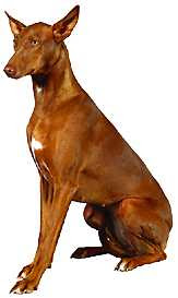 Dog Speak: Dogs that Blush