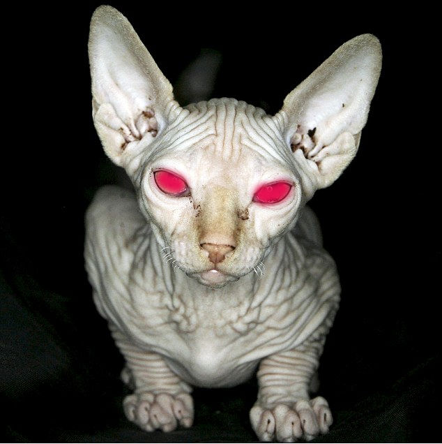 ‘Dragon Ball Z: Battle of Gods’ presenta su nuevo tráiler – SALONDELMAL.com