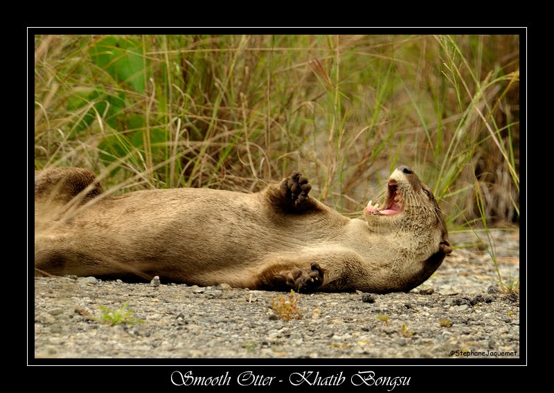 SELECTED IMAGES: Smooth Otter At Khatib Bongsu