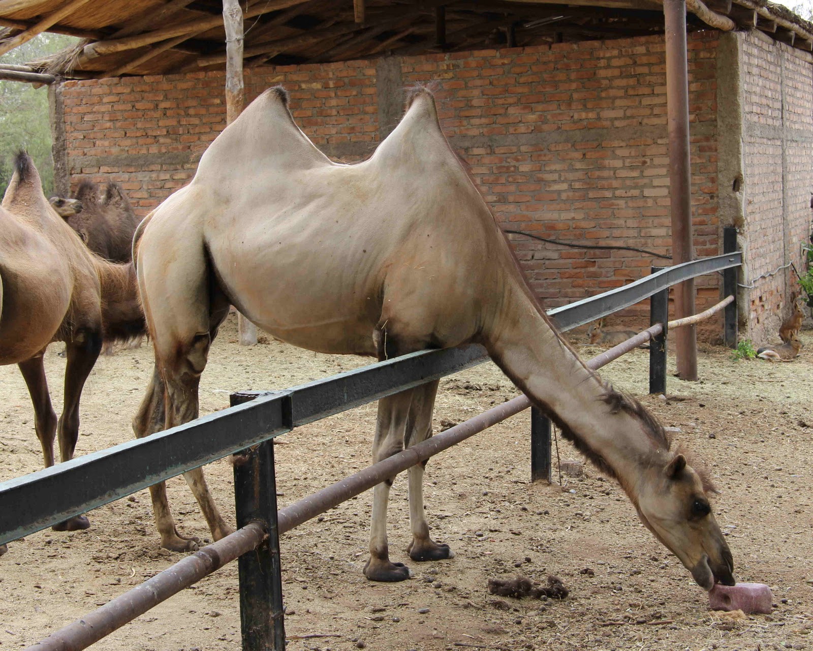 Torwen's Blog: January 2011