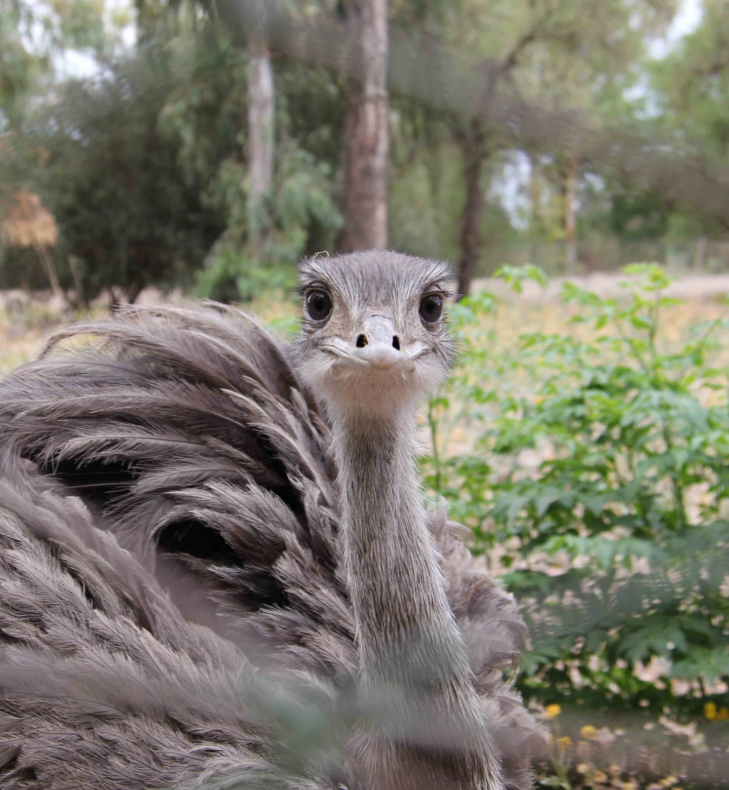 Torwen's Blog: Mendoza Zoo