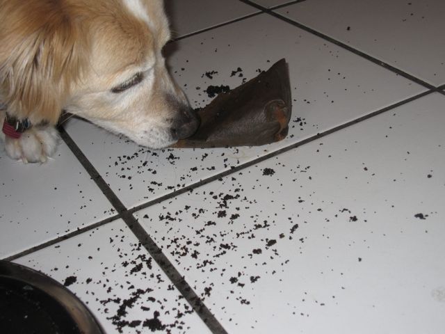 It Feels Like Chaos: Why One Pet is Enough