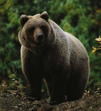 Animais Selvagens: O Urso Pardo