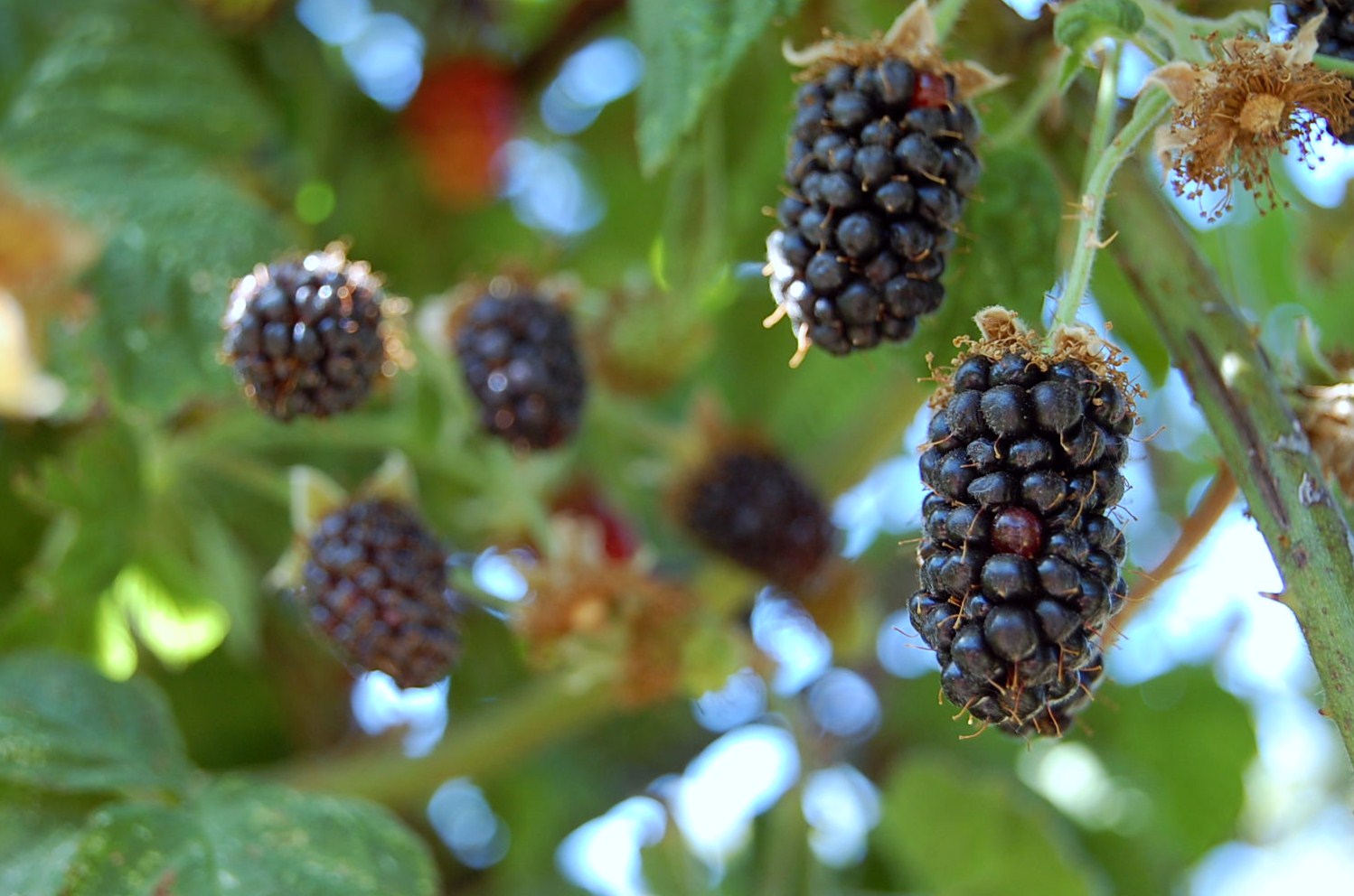 Toad's Treasures Lifestyle Family Blog by Emily Ashby: Marion Berries 101