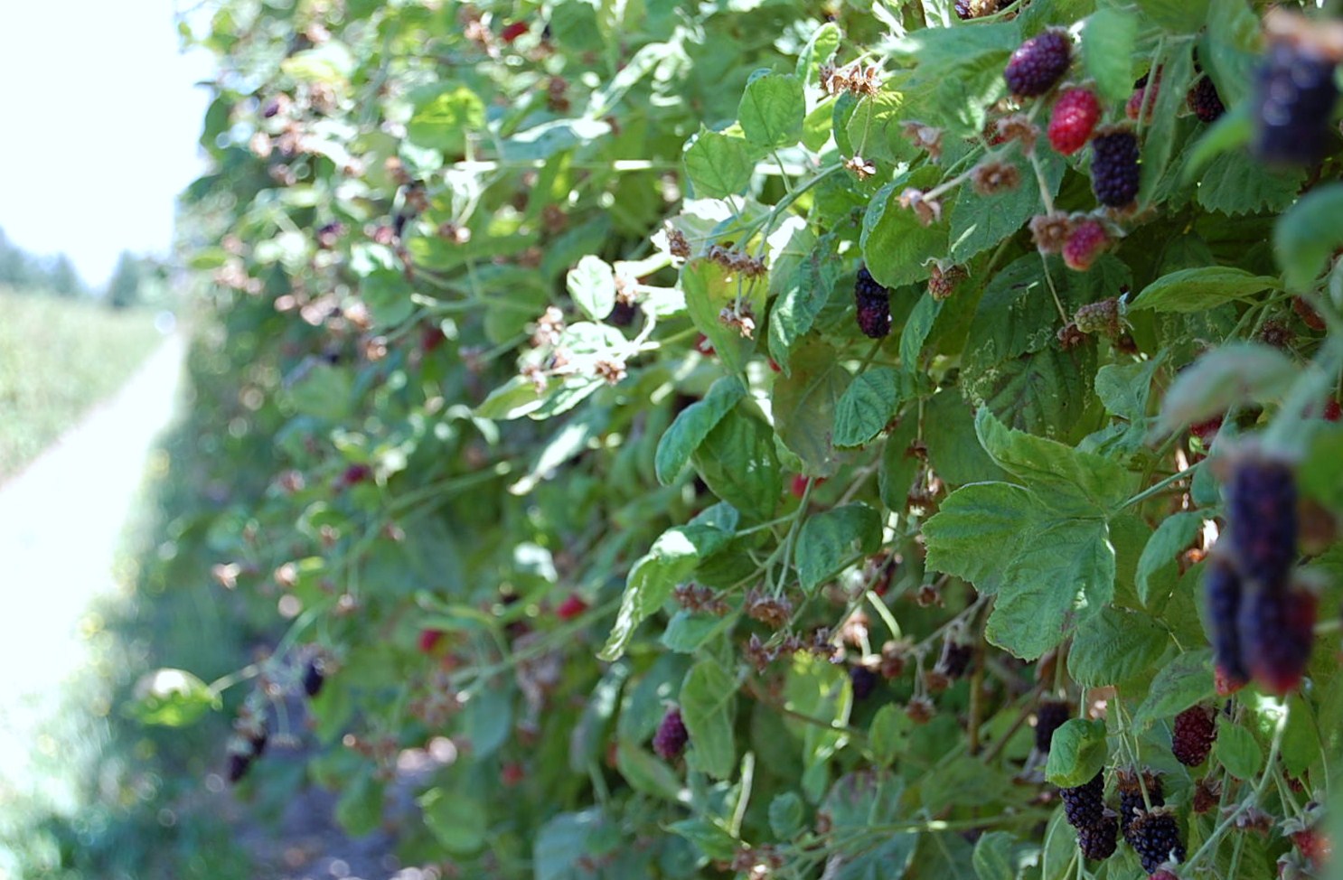 Toad's Treasures Lifestyle Family Blog by Emily Ashby: Marion Berries 101