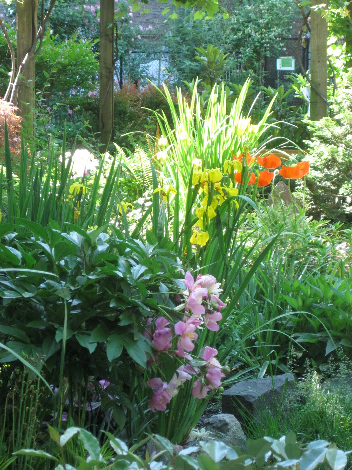 Garden Bytes from the Big Apple: May 2010