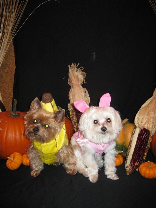 Sugarbear's Pampered Pets: Sugarbears Pampered Pets Picks the WINNER