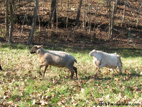 Farmgirl Fare: Sunday Dose of Cute: How and Why We Added Katahdin Hair ...