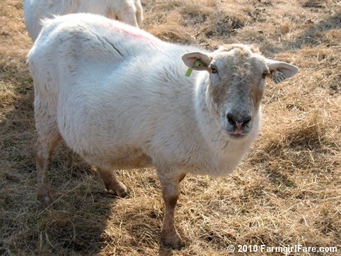 Farmgirl Fare: Sunday Dose of Cute: How and Why We Added Katahdin Hair ...