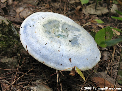 Farmgirl Fare: Thursday Farm Photos: A Wild Mushroom Feast for Your ...