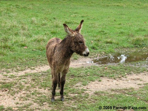 Farmgirl Fare: Tuesday Dose of Cute:Who's Soggy Now? (It's Another Sing ...