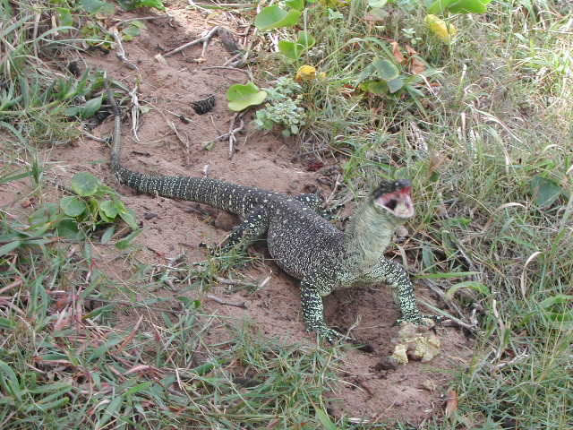 Mountain travel: Amazing Flora and fauna in Fraser Island