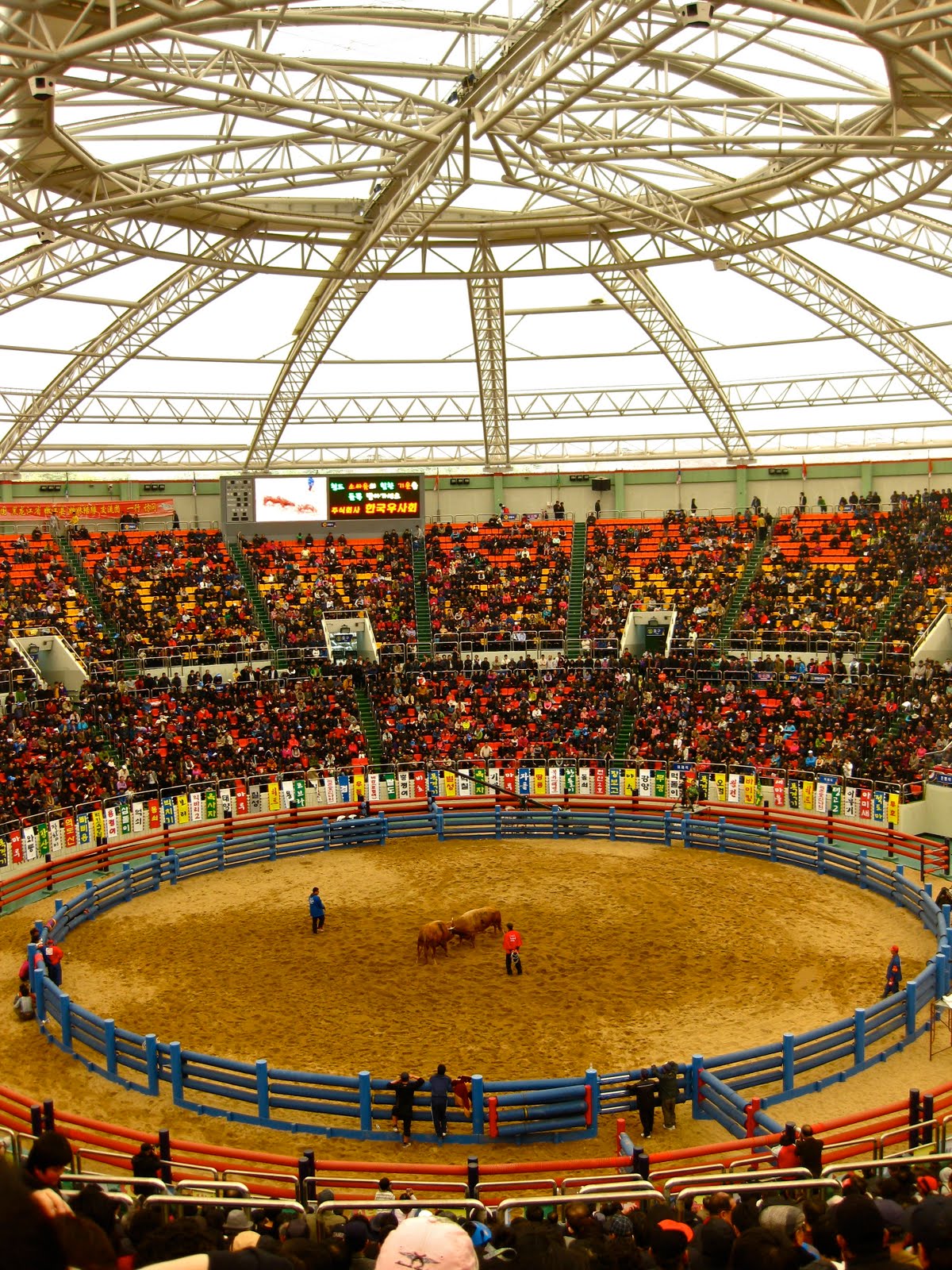 Making Headway: The Head's Journey: Cheongdo Bull Fighting