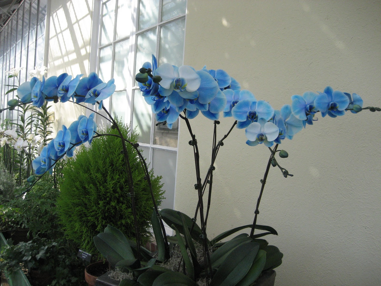 Gousicteco Orchid Phalaenopsis Blue Images