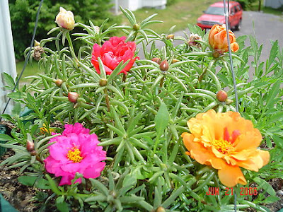 Cheryl's Perennial Selections: Portulaca or Mexican Roses-Annual