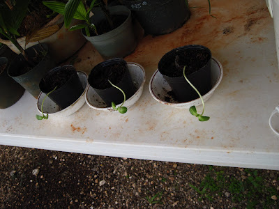Seedlings drooping...
