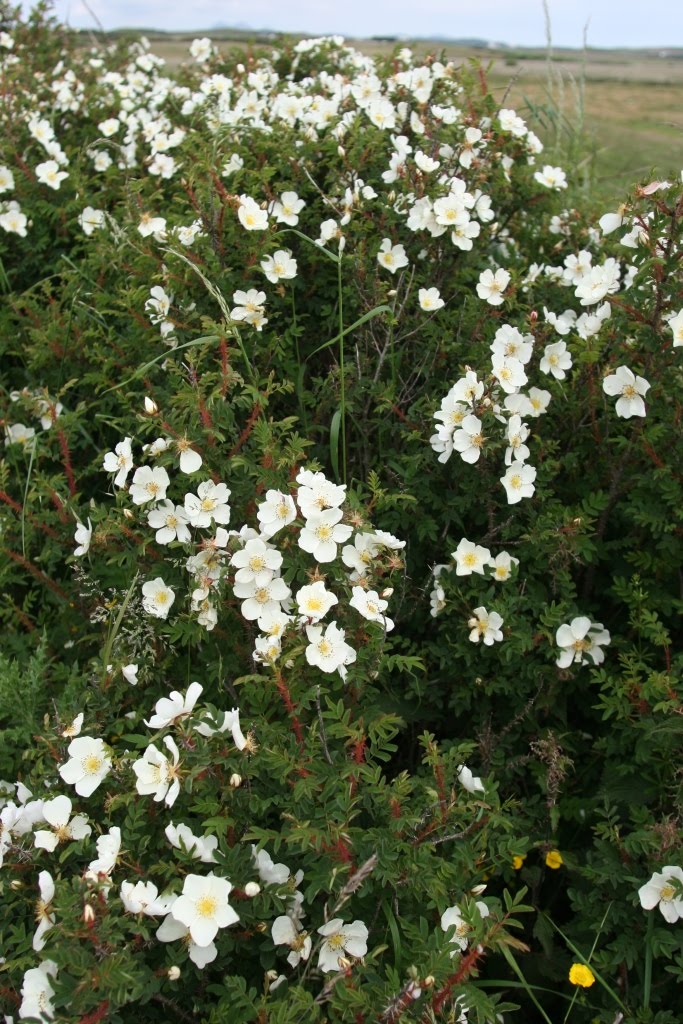 Islay Natural History Trust: Burnet Rose (Rosa pimpinellifolia)