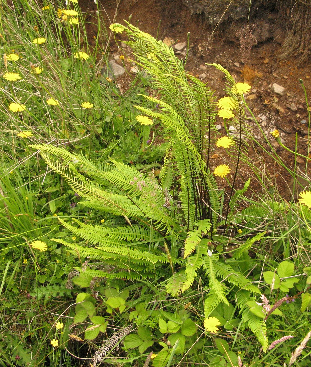Islay Natural History Trust: Two ferns