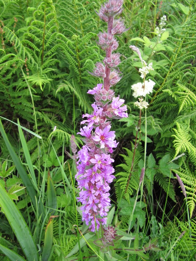 Islay Natural History Trust: Purple loosestrife (Lythrum salicaria)