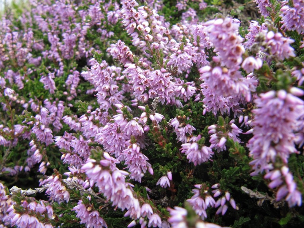 Islay Natural History Trust: Heather - or Ling (Calluna vulgaris)