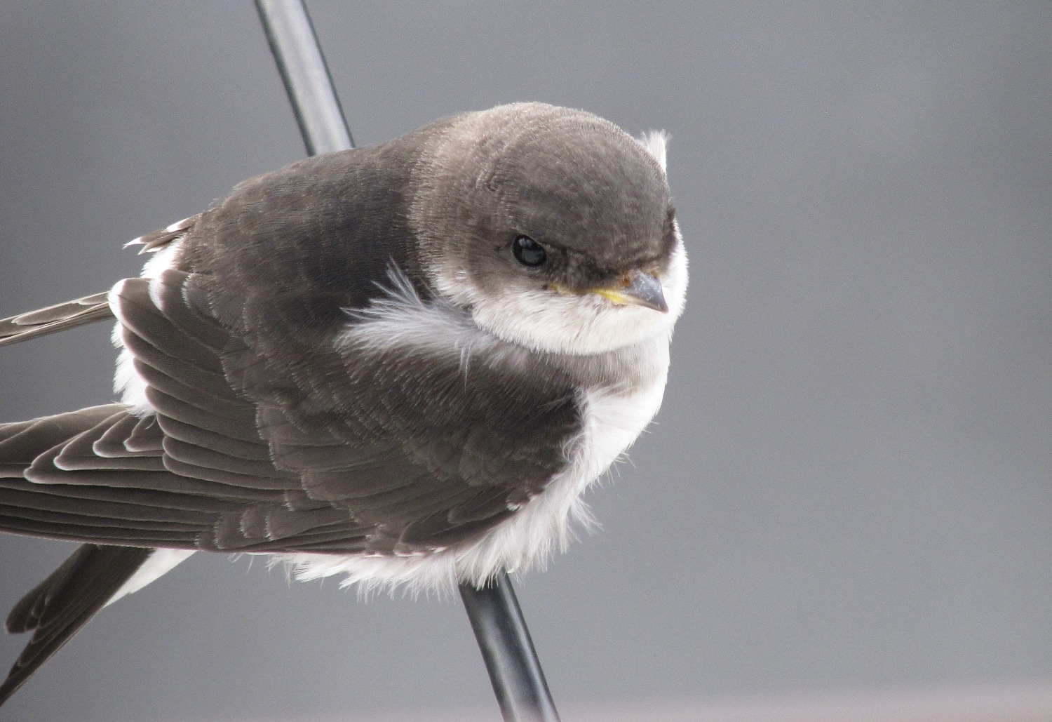 Islay Natural History Trust: House Martin (Delichon urbicum)