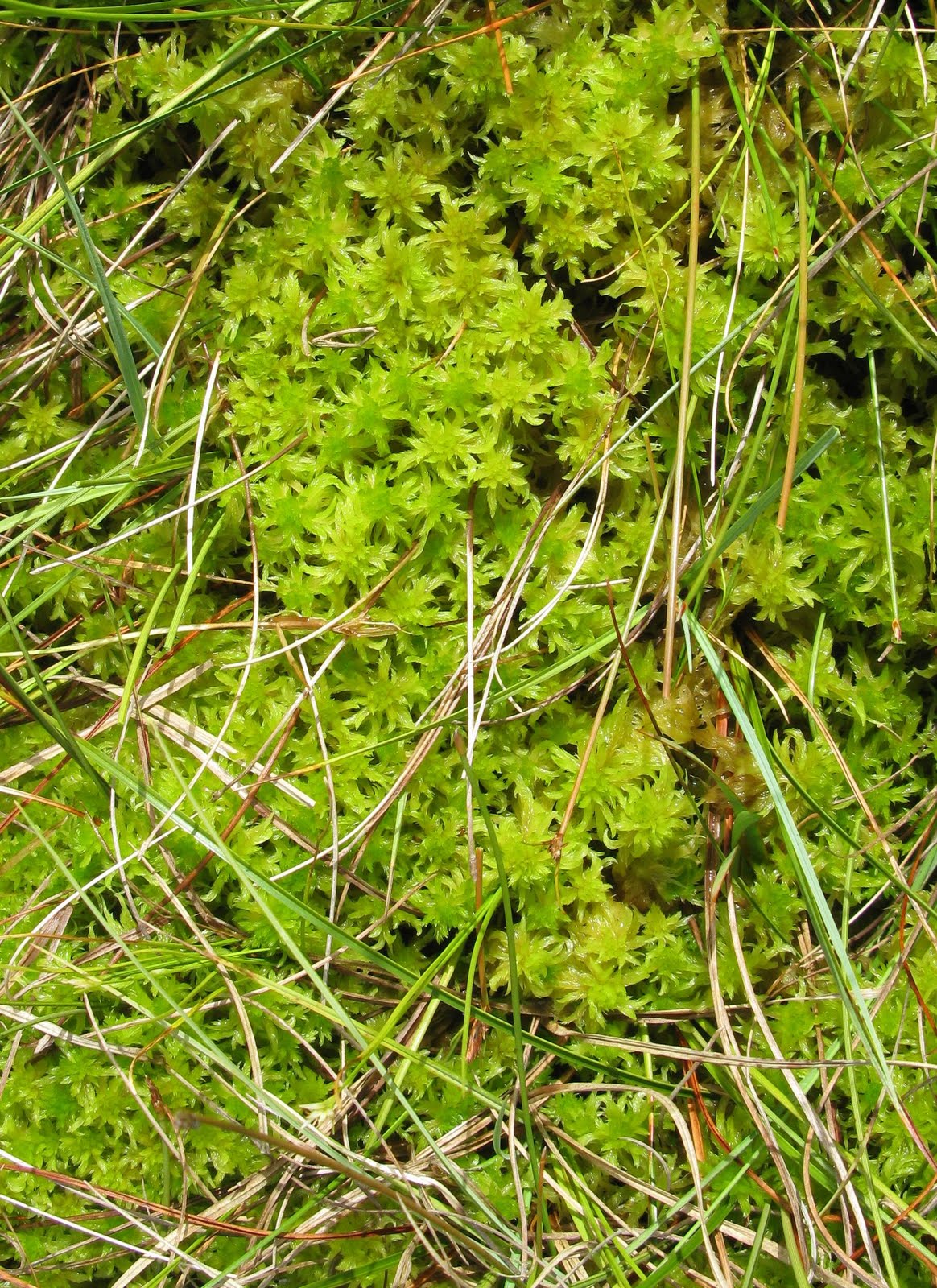 Islay Natural History Trust: Sphagnum mosses