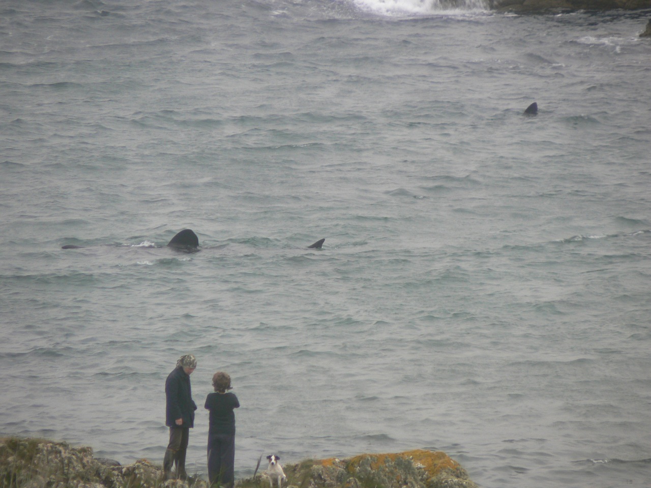 Islay Natural History Trust: Serious fish