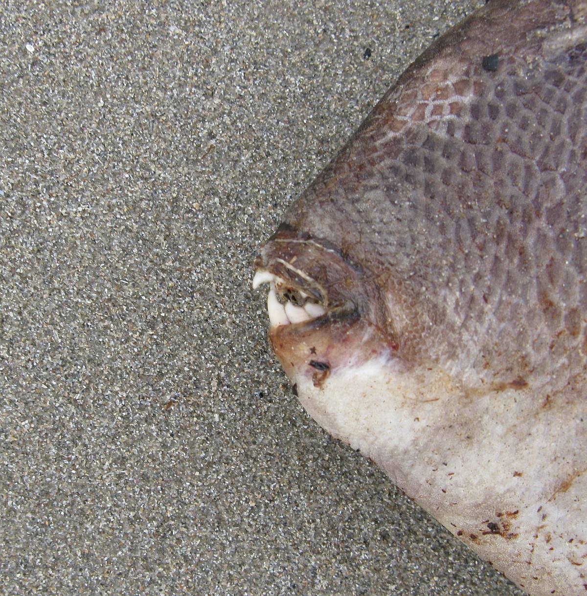 Islay Natural History Trust: Triggerfish