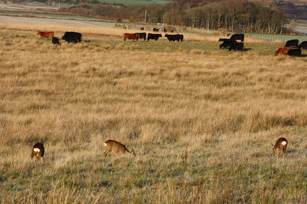 Islay Natural History Trust: Roe deer (Capreolus capreolus), at Coullabus