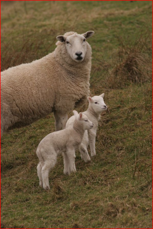 Islay Natural History Trust: First lambs of the year.