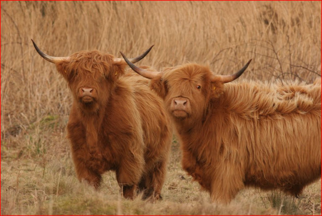 Islay Natural History Trust: Highland Beef from the Shorefield Project