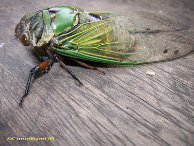 Labels: Cicada , insect