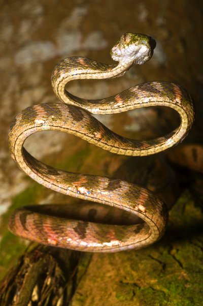 Long, slender boyga, the large size of which (up to 2 m) concealed by a ...