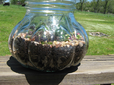 EZ Pea-zy: Building A Miniature Ecosystem