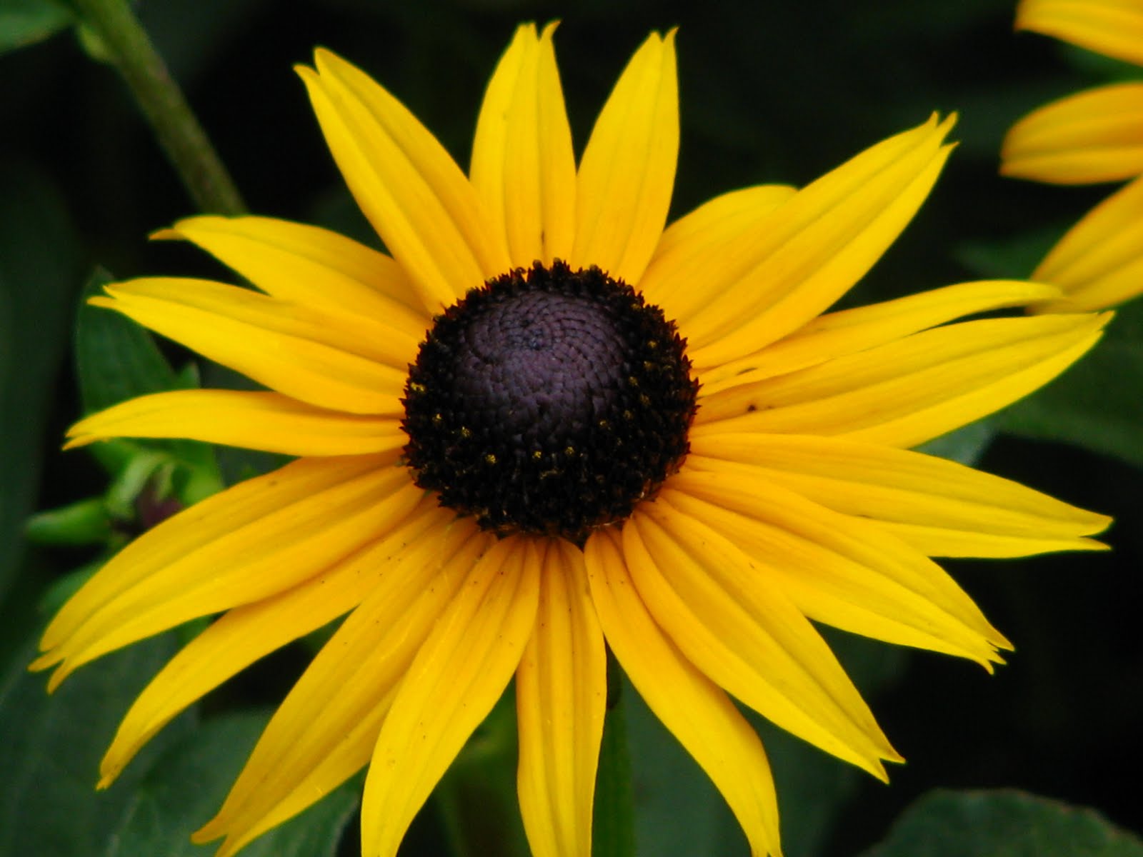 Plano Prairie Garden: Prairie Fireworks