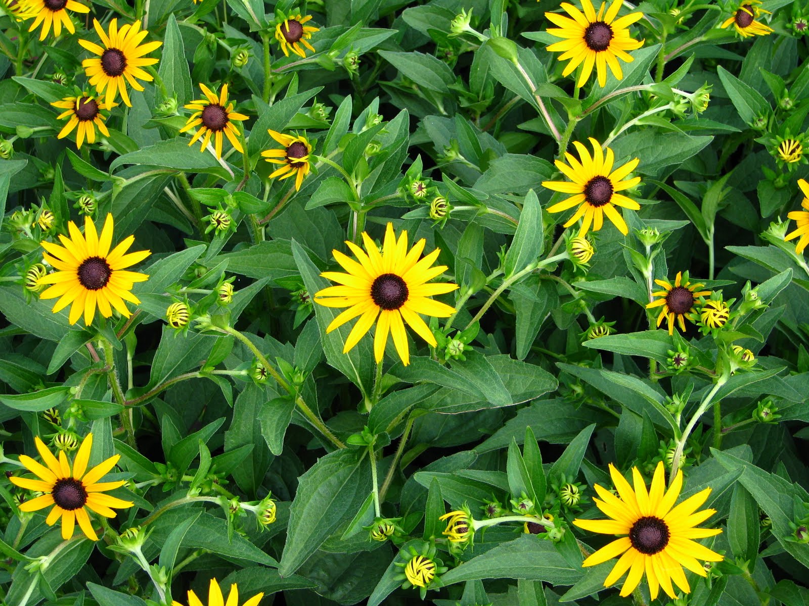 Plano Prairie Garden: Prairie Fireworks