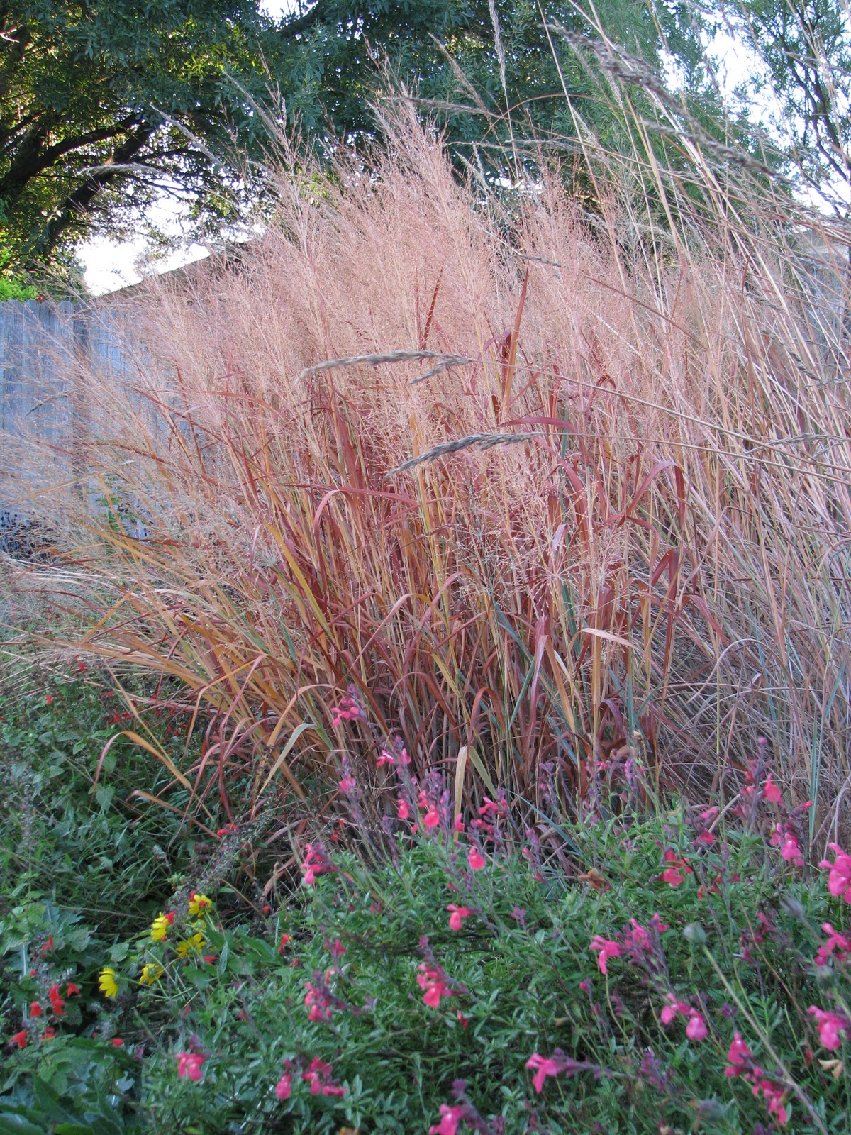 Plano Prairie Garden: Grasses on the Prairie