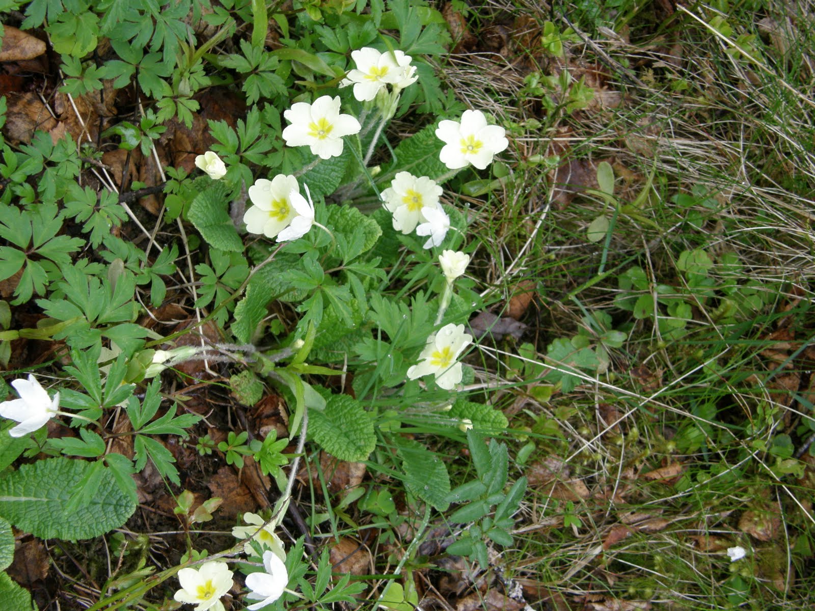 Kompassrosa : " Et hav av muligheter " i Averøy: Stemshesten/Sjurvarden ...