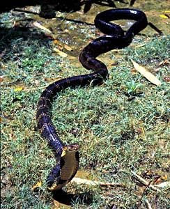 All Animals: King Cobra | Ophiophagus hannah