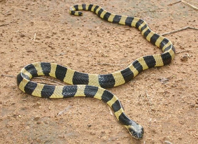Banded Krait | Bungarus fasciatus | Indian Animals