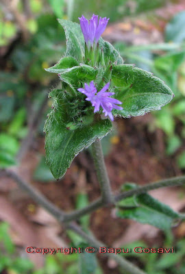 Elephantopus scaber | Flowering Plants and Pictures