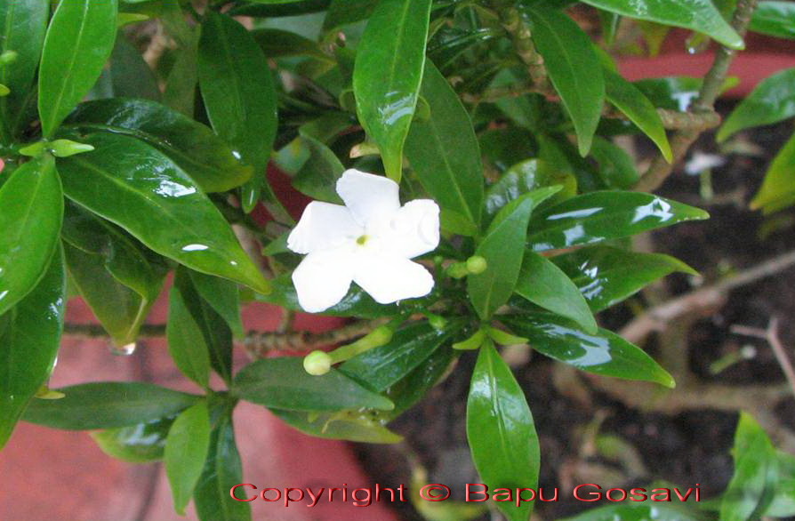 Ervatamia divaricata var. miniature | Flowering Plants and Pictures