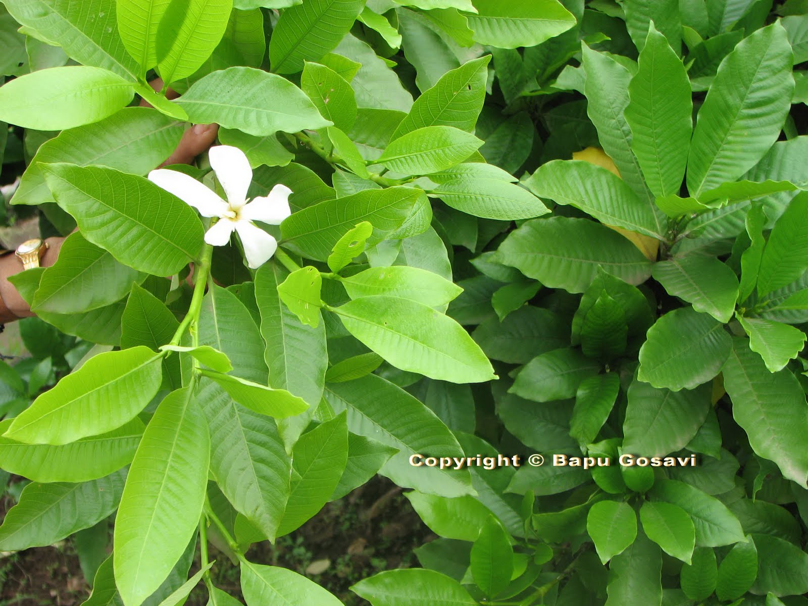 Gardenia resinifera | Flowering Plants and Pictures