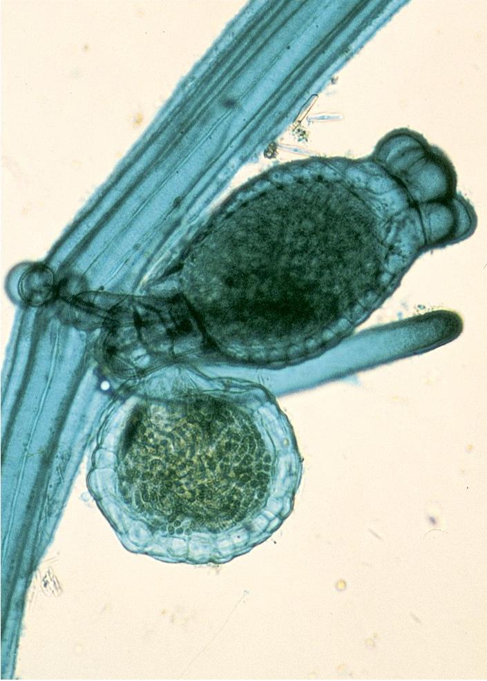 BIOL 1010: September 2010