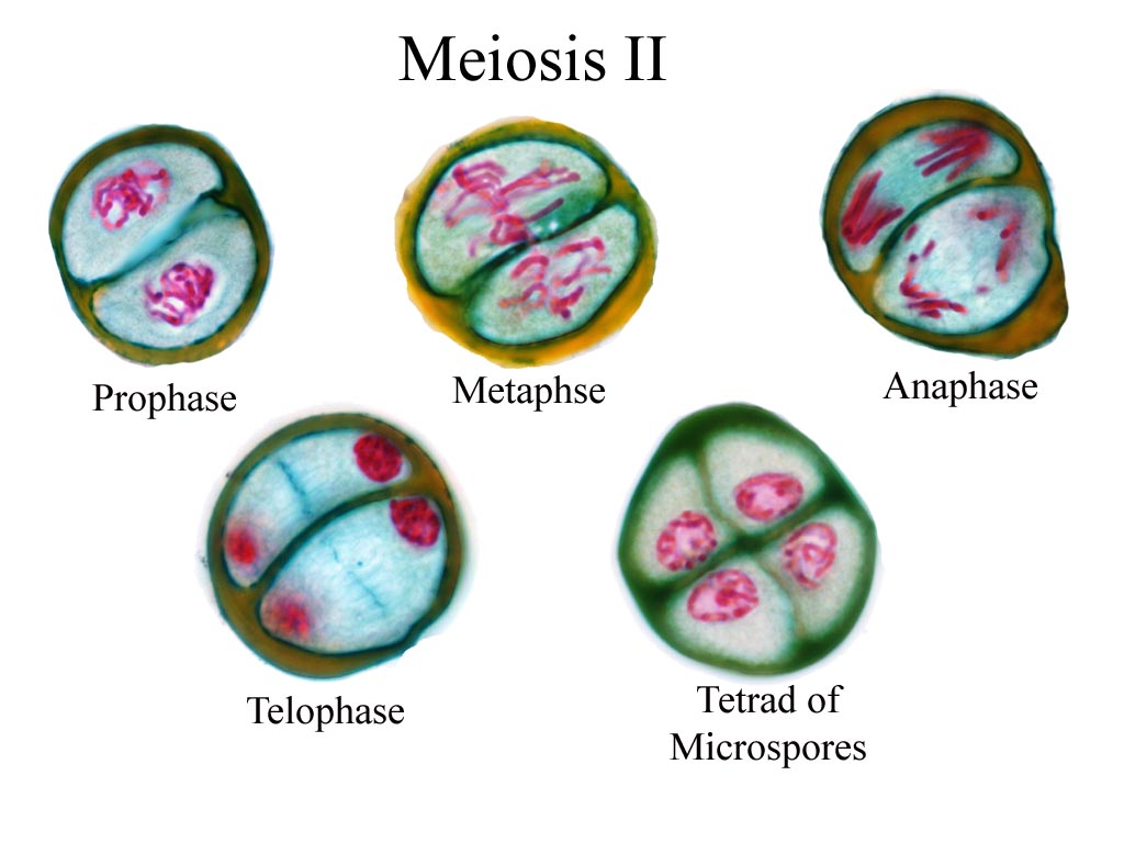 Meiosis II: similar to mitosis, but results in 4 haploid cells ...